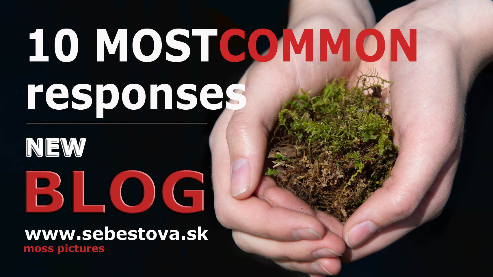 Everything you are curious about regarding our moss pictures.